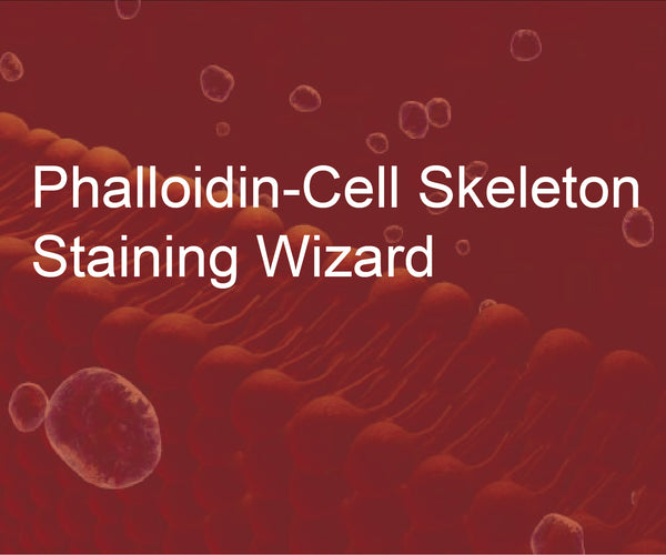Phalloidin-Cell Skeleton Staining Wizard – Arcegen