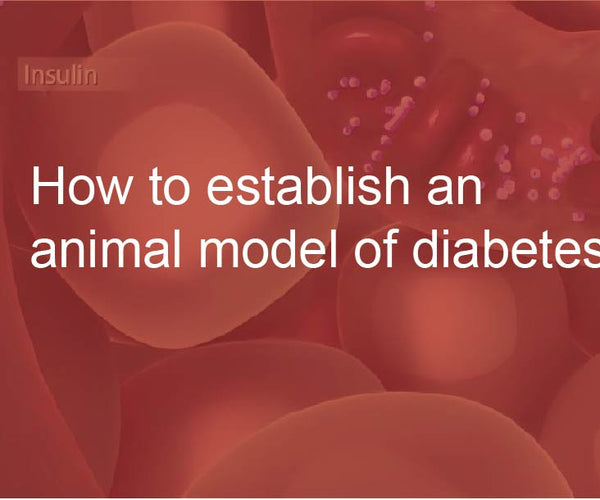 How to establish an animal model of diabetes – Arcegen