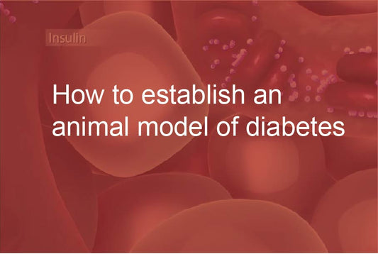 How to establish an animal model of diabetes – Arcegen