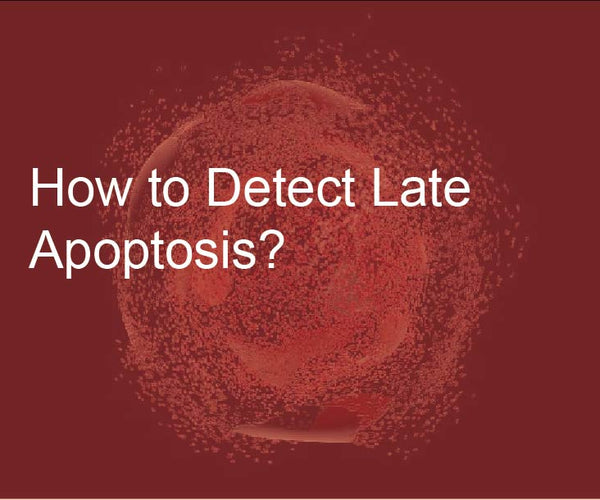How to Detect Late Apoptosis? – Arcegen