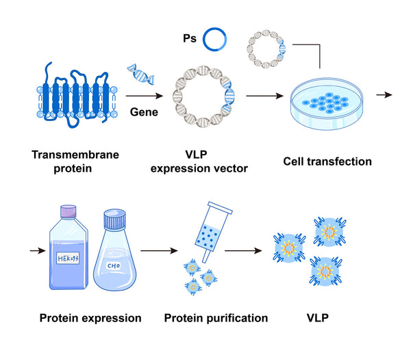 VLP Full-length membrane protein for use in drug development – Arcegen